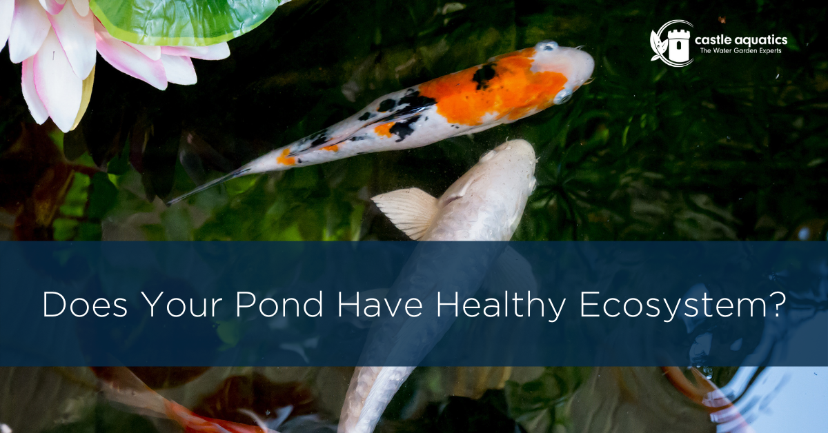 Does Your Pond Have Healthy Ecosystem? – Castle Aquatics