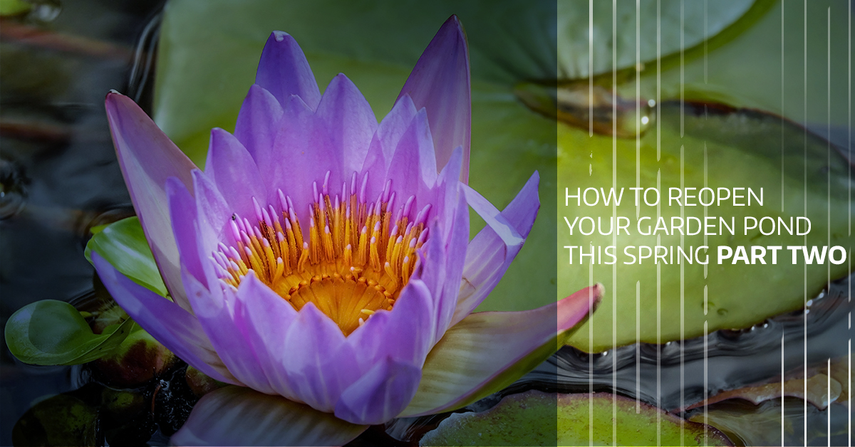 Part 2: How To Reopen Your Garden Pond This SPRING – Castle Aquatics